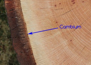 Cambium | Learning Among the Oaks